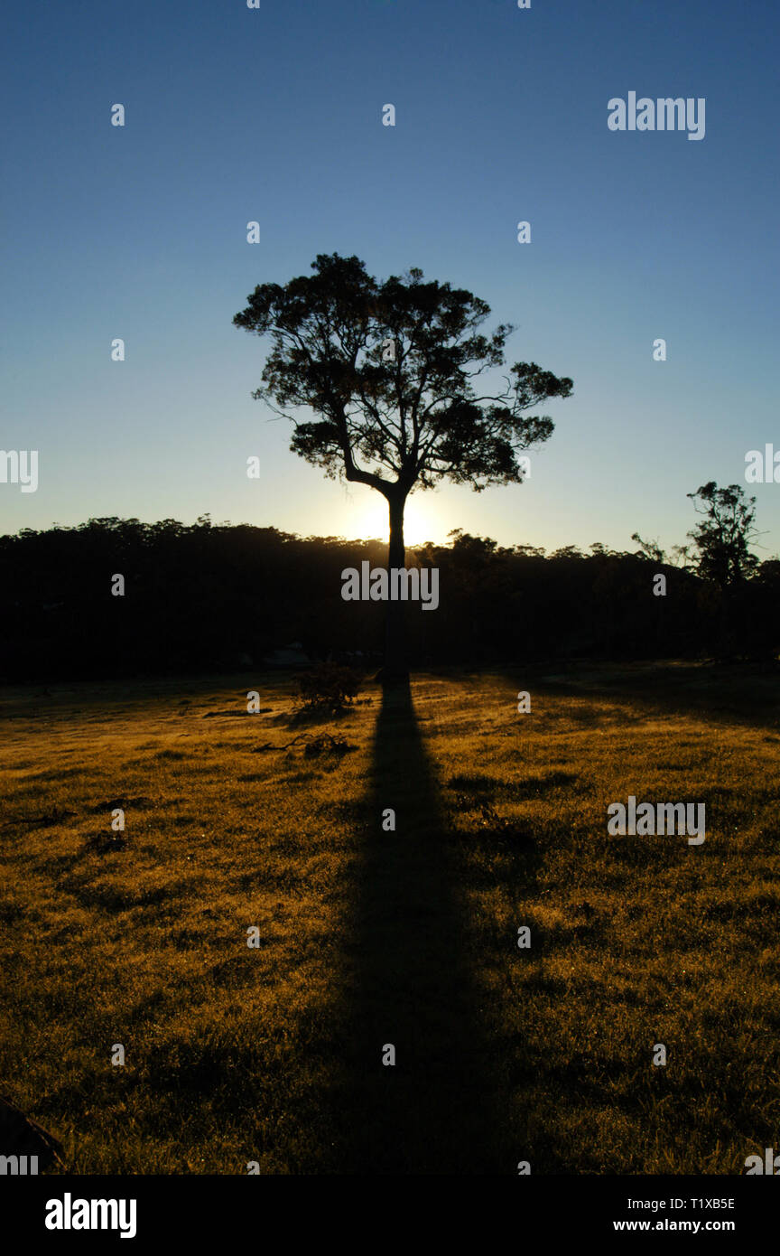 Sun setting behind trees that are in semi-silhouette Stock Photo - Alamy