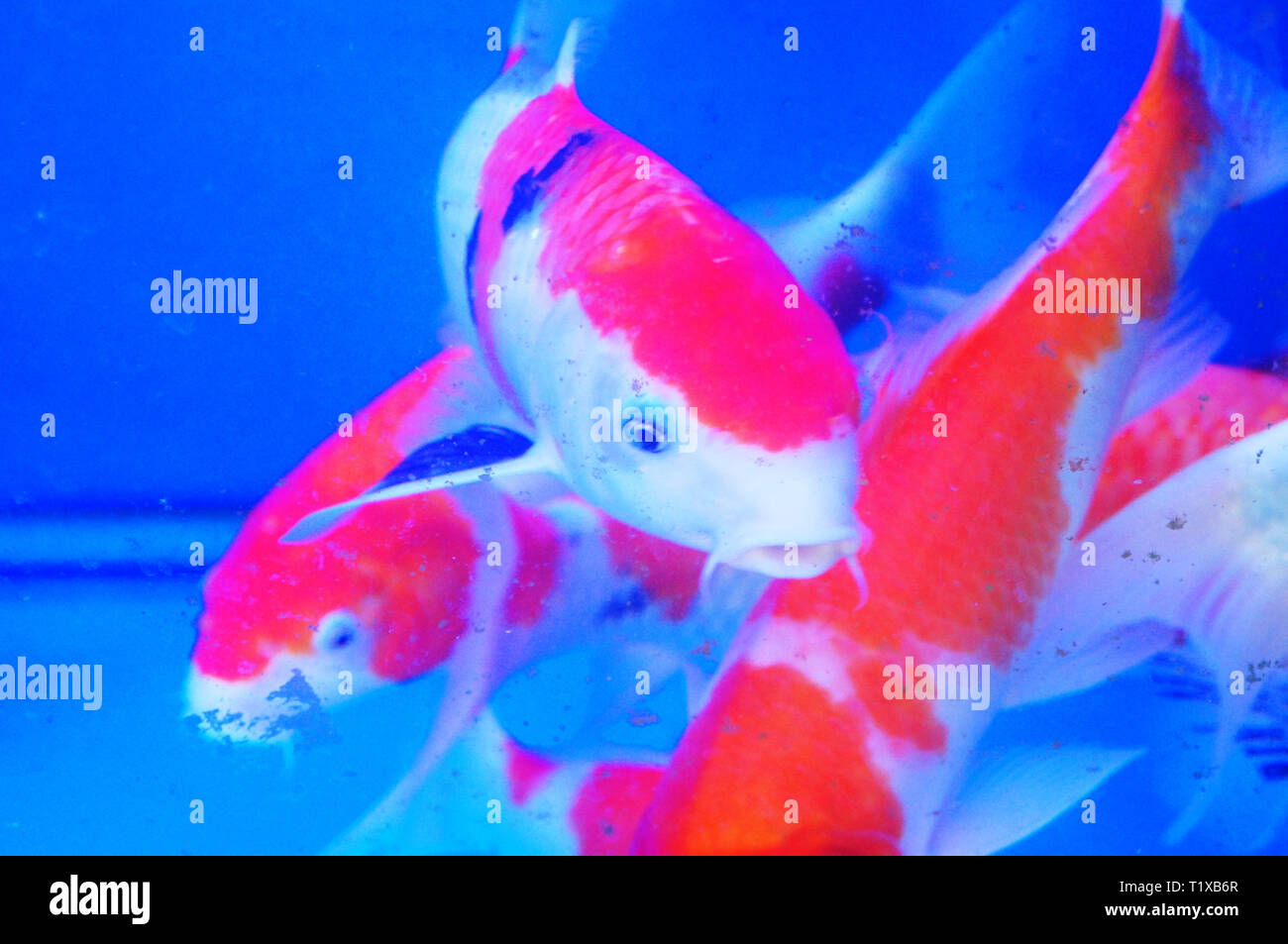The ornamental fish in the aquarium is very beautiful Stock Photo - Alamy