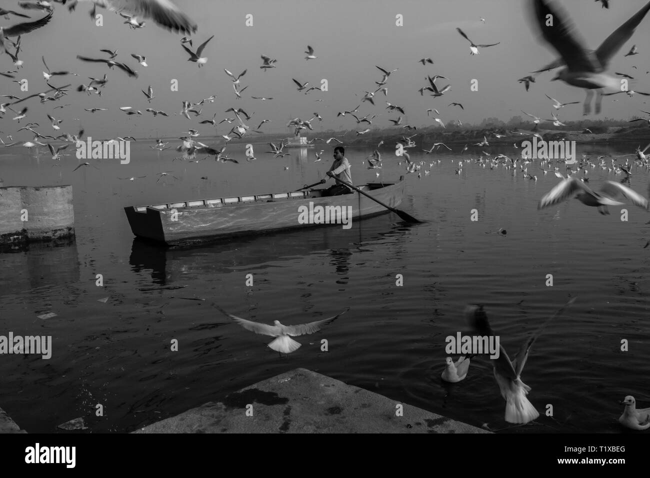 Indian wild life white Black and White Stock Photos & Images - Alamy