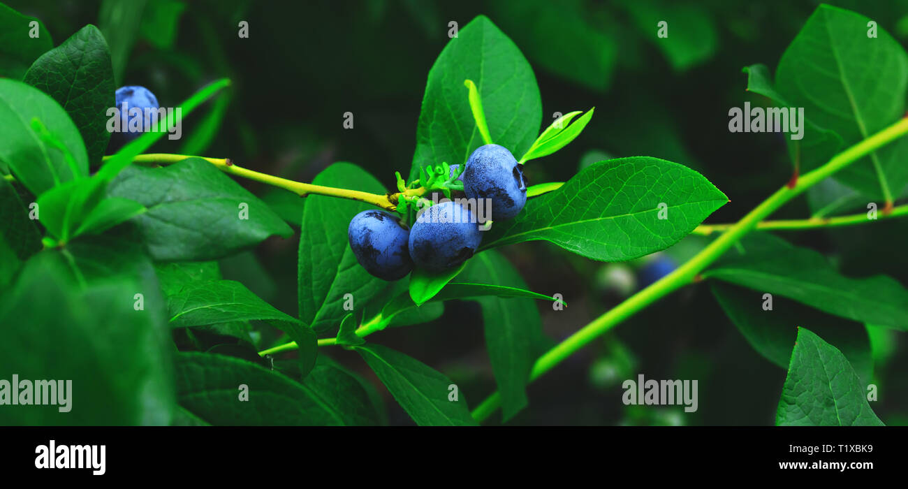 Swamp huckleberry hi-res stock photography and images - Alamy