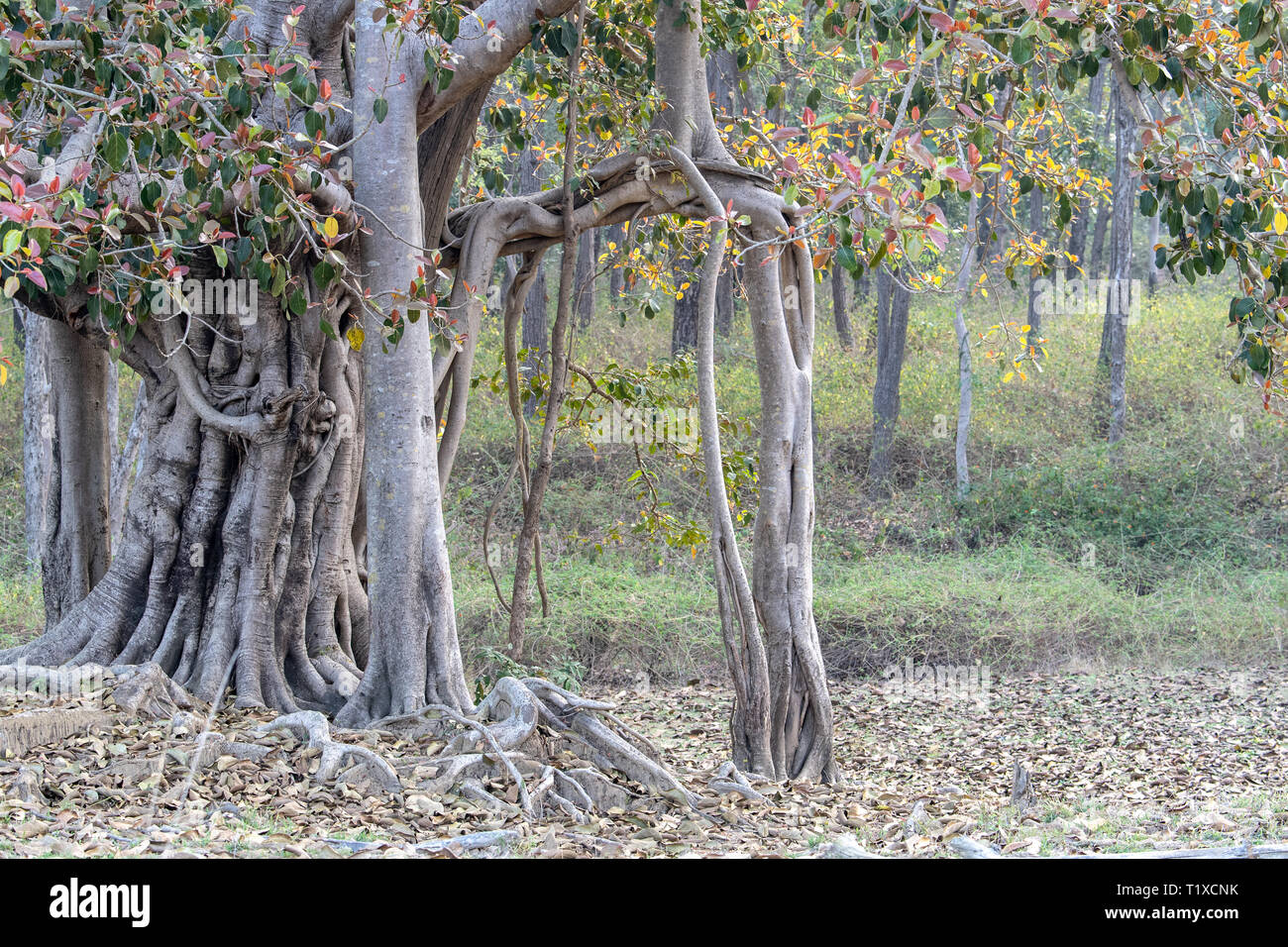 Banyan tree (Ficus benghalensis) is considered the national tree of ...
