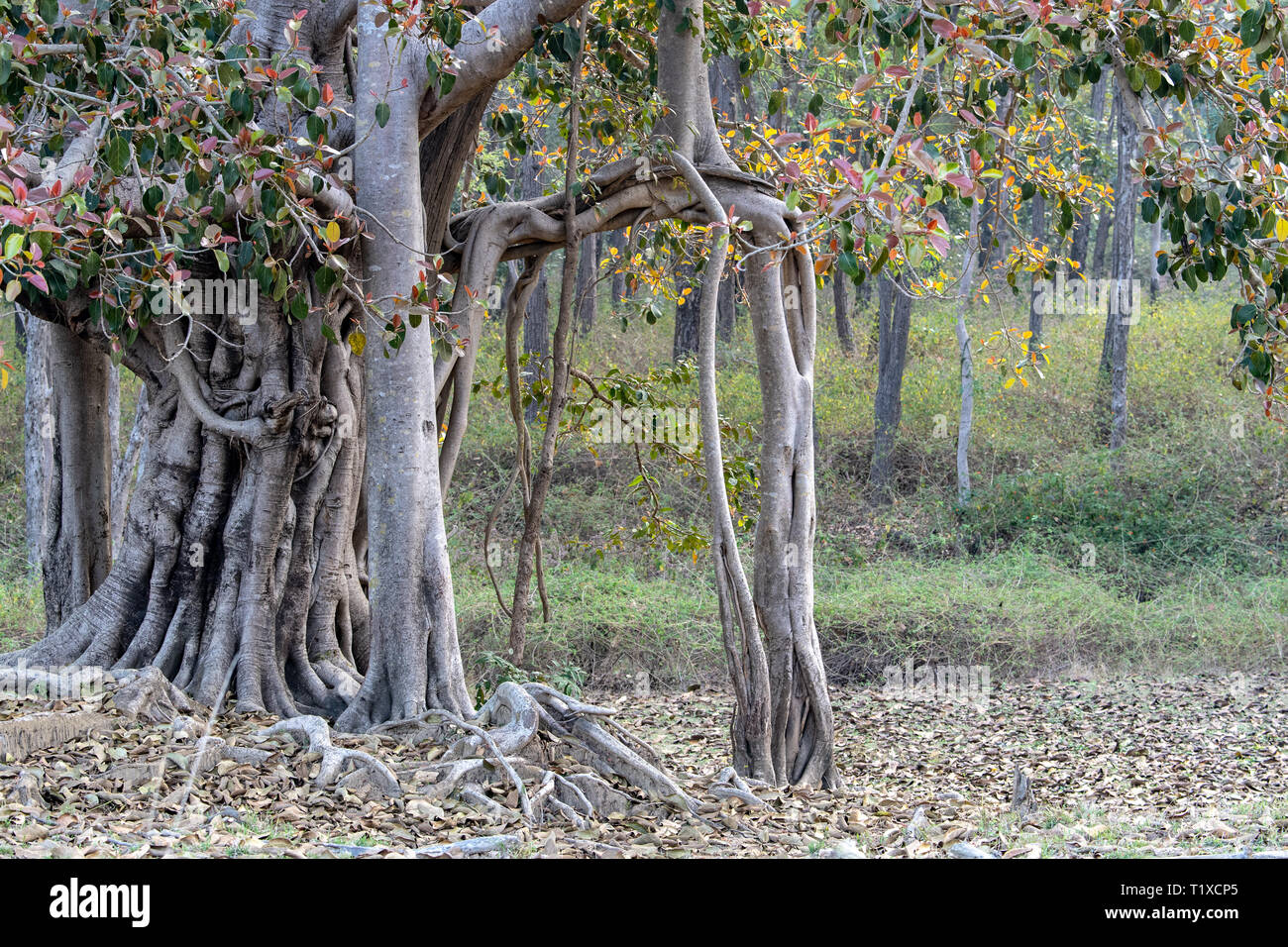 Indias National Tree