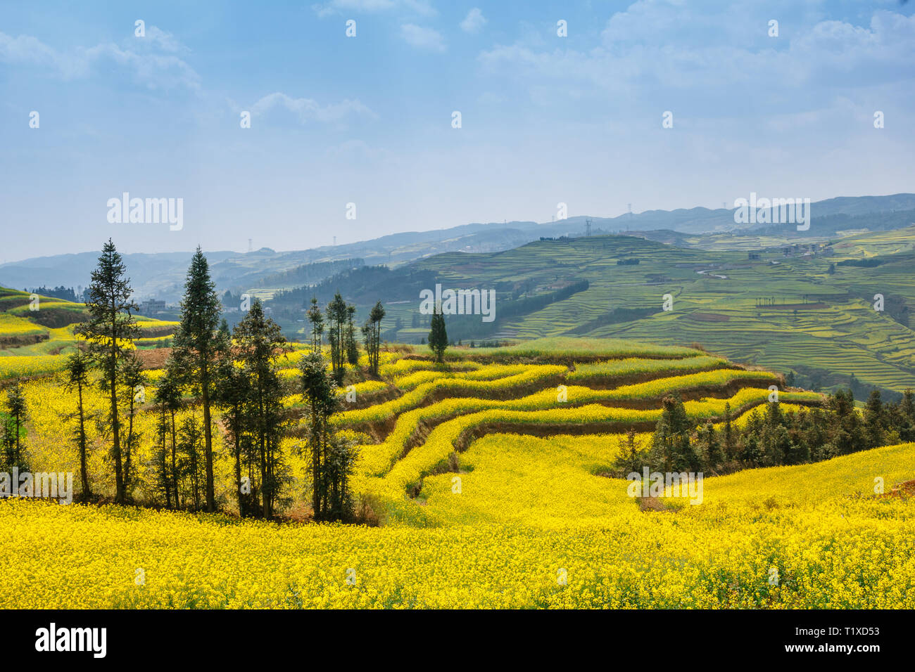 Canola fields luoping hi-res stock photography and images - Alamy