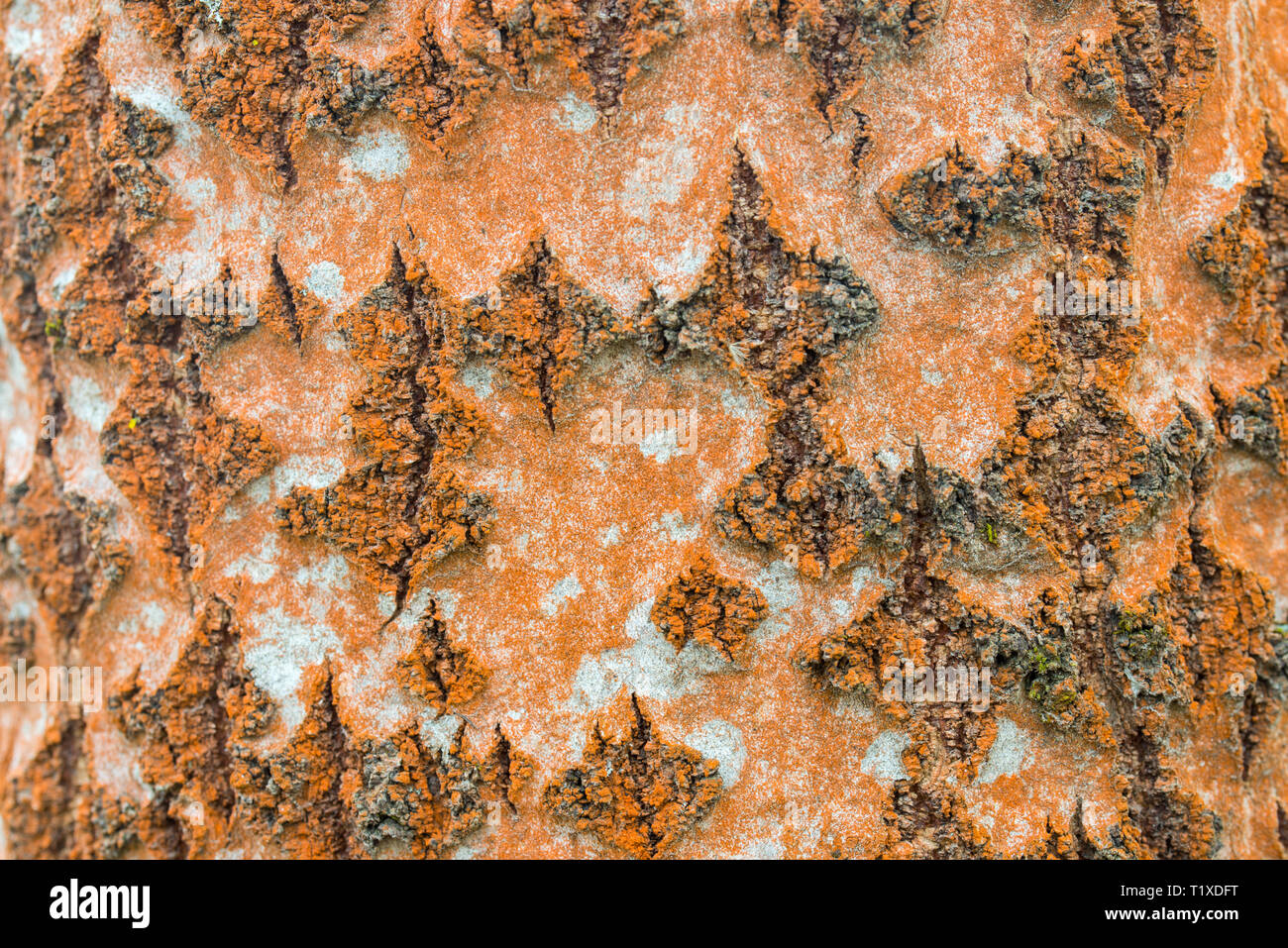 russet trentepohlia a genus of filamentous chlorophyte green algae on ...