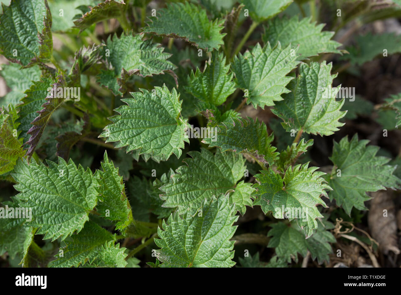 stinging nettle fresh spring leaves macro Stock Photo - Alamy
