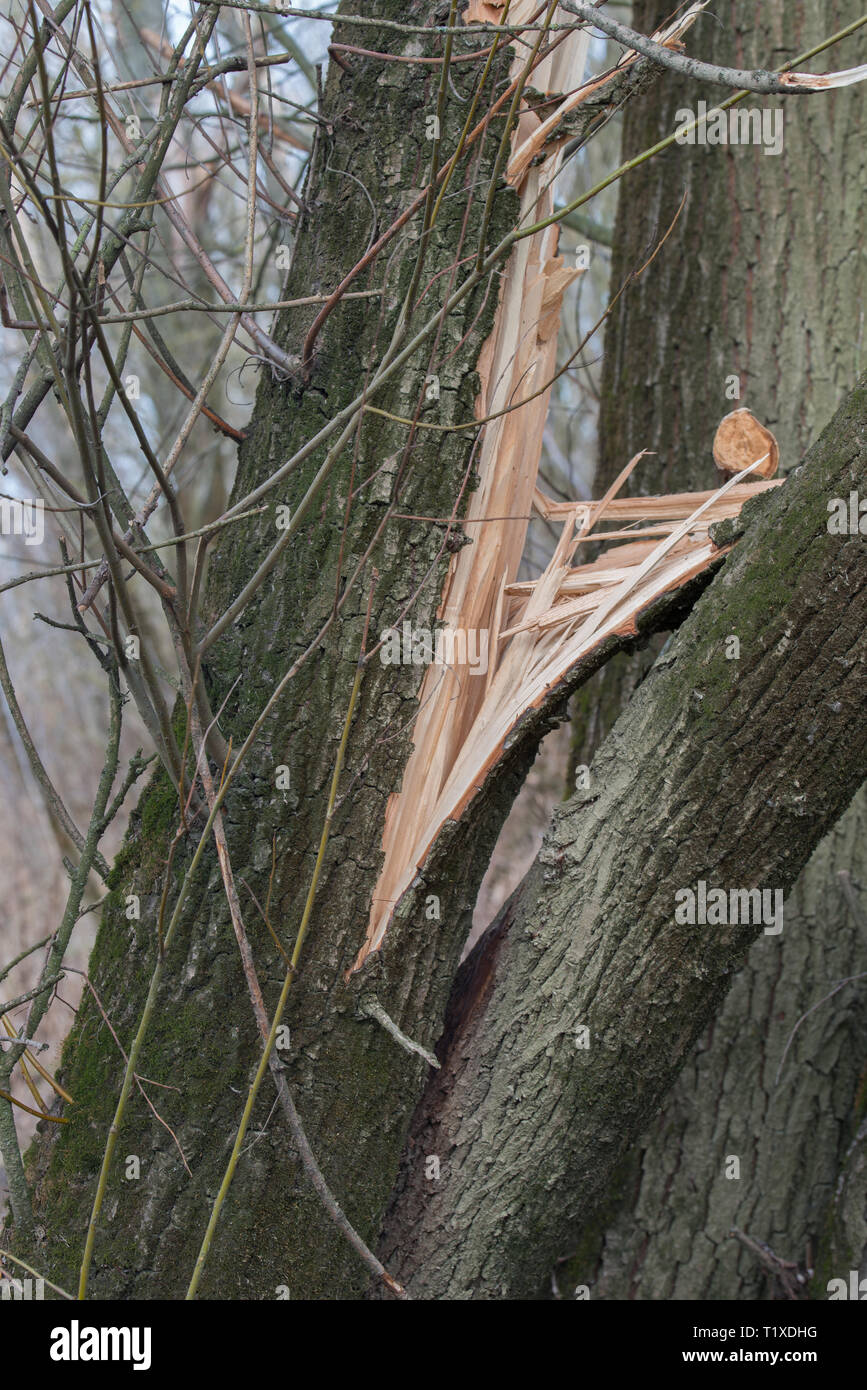 Dead old willow tree hi-res stock photography and images - Alamy