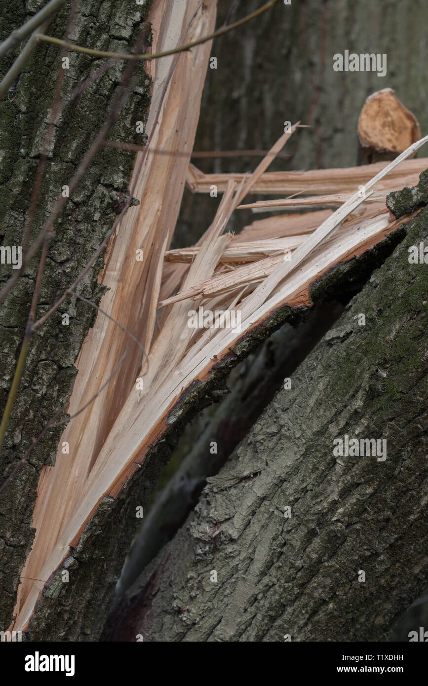 Dead willow tree hi-res stock photography and images - Alamy