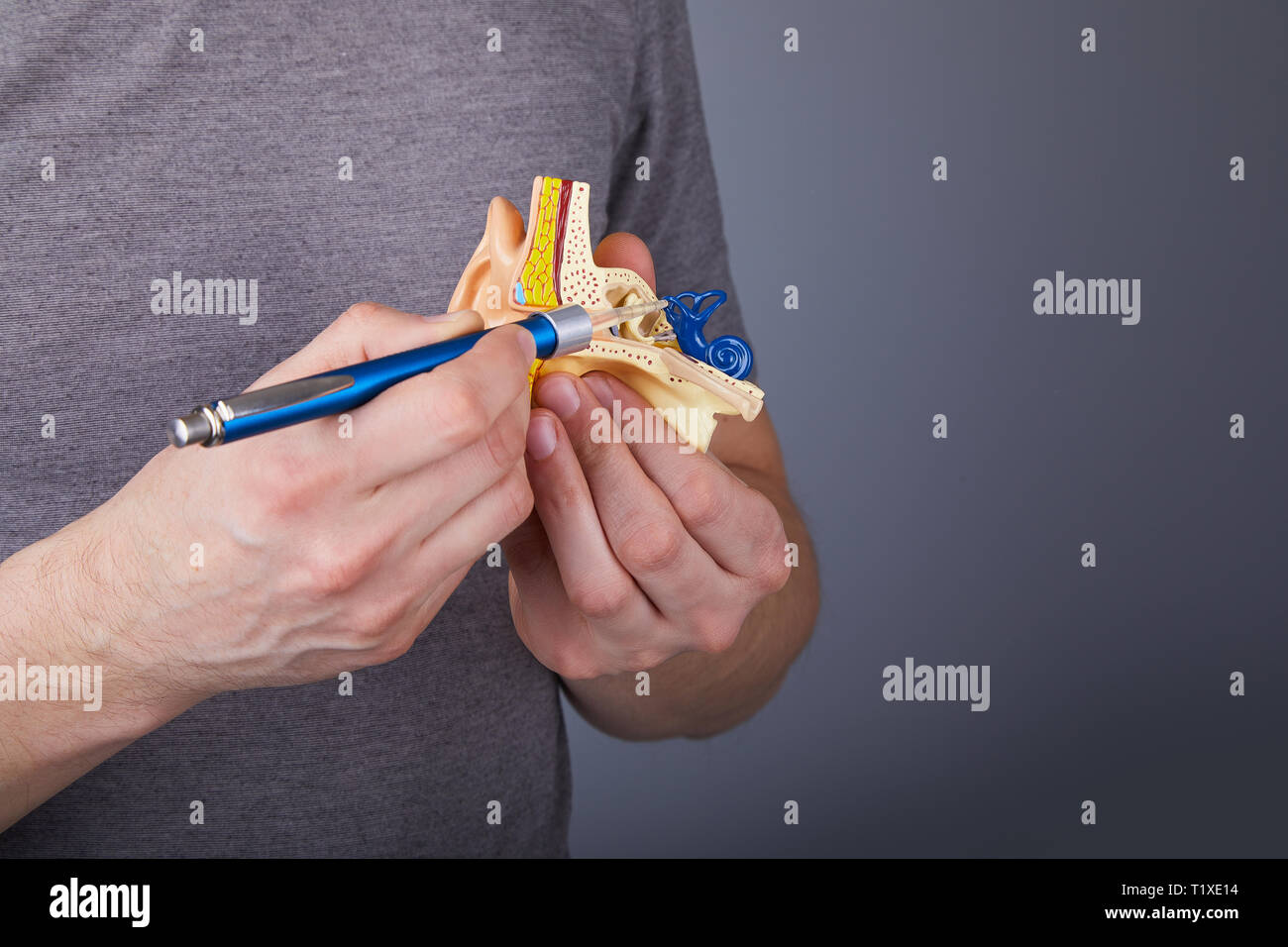 Man holding and pointing with Medical otoscope on the model of the ...