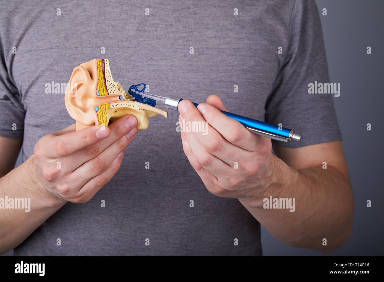 Man holding and pointing with Medical otoscope on the model of the ...