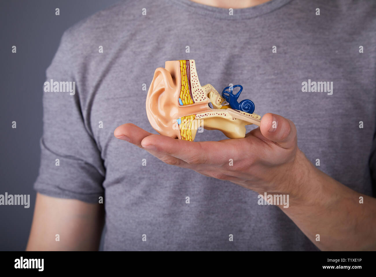 Man holding the model of the human inner ear in hands. Ear model. A ...