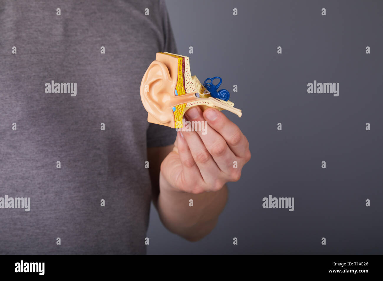 Man holding the model of the human inner ear in hands. Ear model. A ...