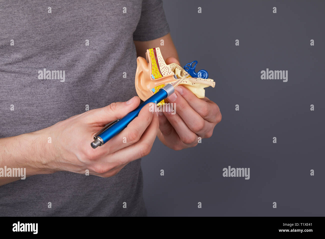 Man holding and pointing with Medical otoscope on the model of the ...