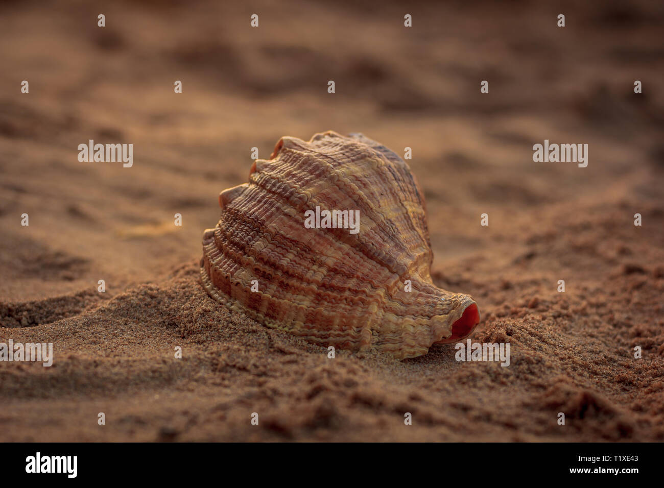 A shell lying on the sand at sunset. Shell on the sand. Maritime theme ...