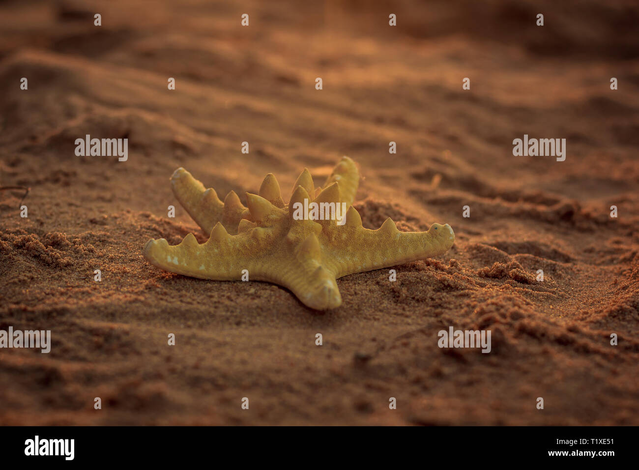A shell lying on the sand at sunset. Shell on the sand. Maritime theme ...