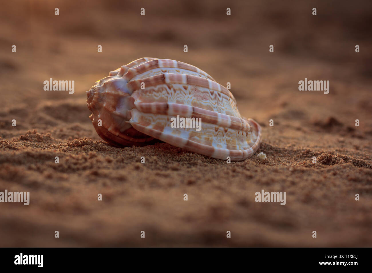 A shell lying on the sand at sunset. Shell on the sand. Maritime theme ...