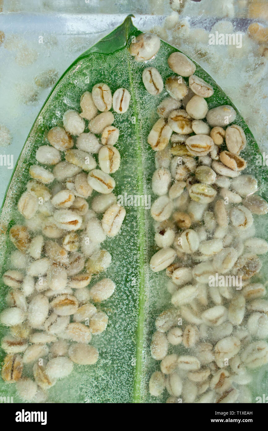 Background of green coffee beans in leaf of ficus in ice cube with air ...
