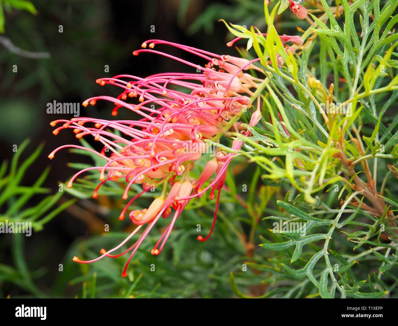 Beautiful red and yellow bloom of an Australian native plant, Grevillea ...