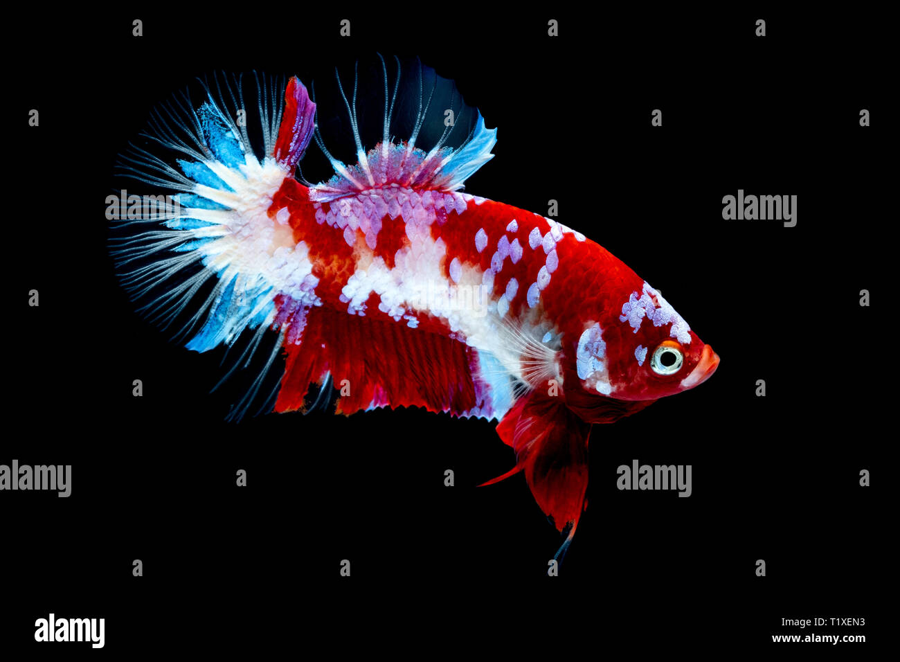 Betta fish Fight in the aquarium black blackground Stock Photo - Alamy