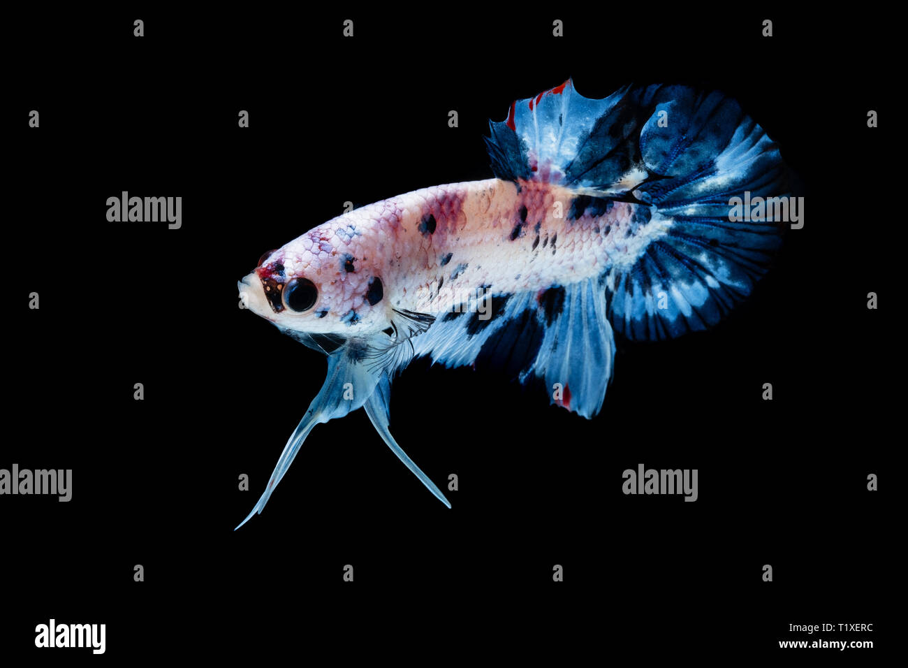 Betta fish Fight in the aquarium Stock Photo - Alamy