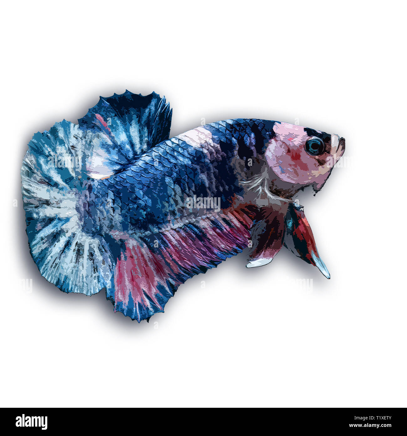 How To Stop Aquarium Fish From Fighting at Richard Montejano blog