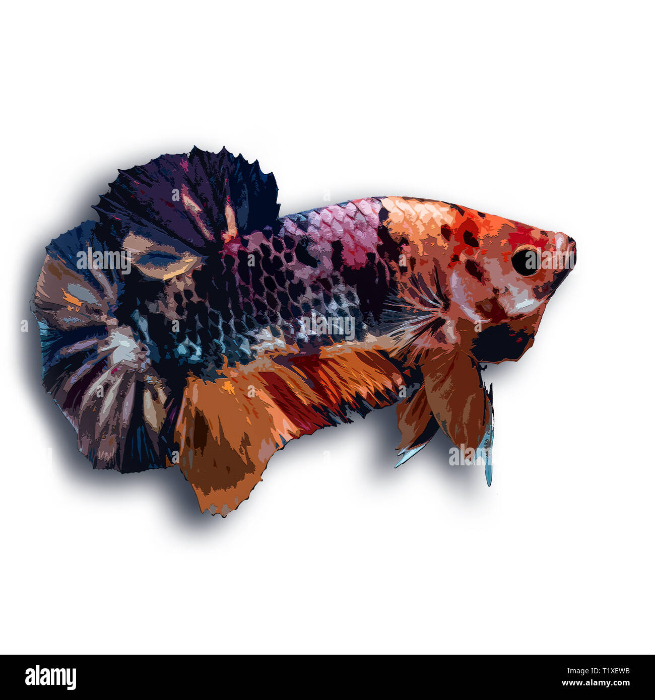 How To Stop Aquarium Fish From Fighting at Richard Montejano blog