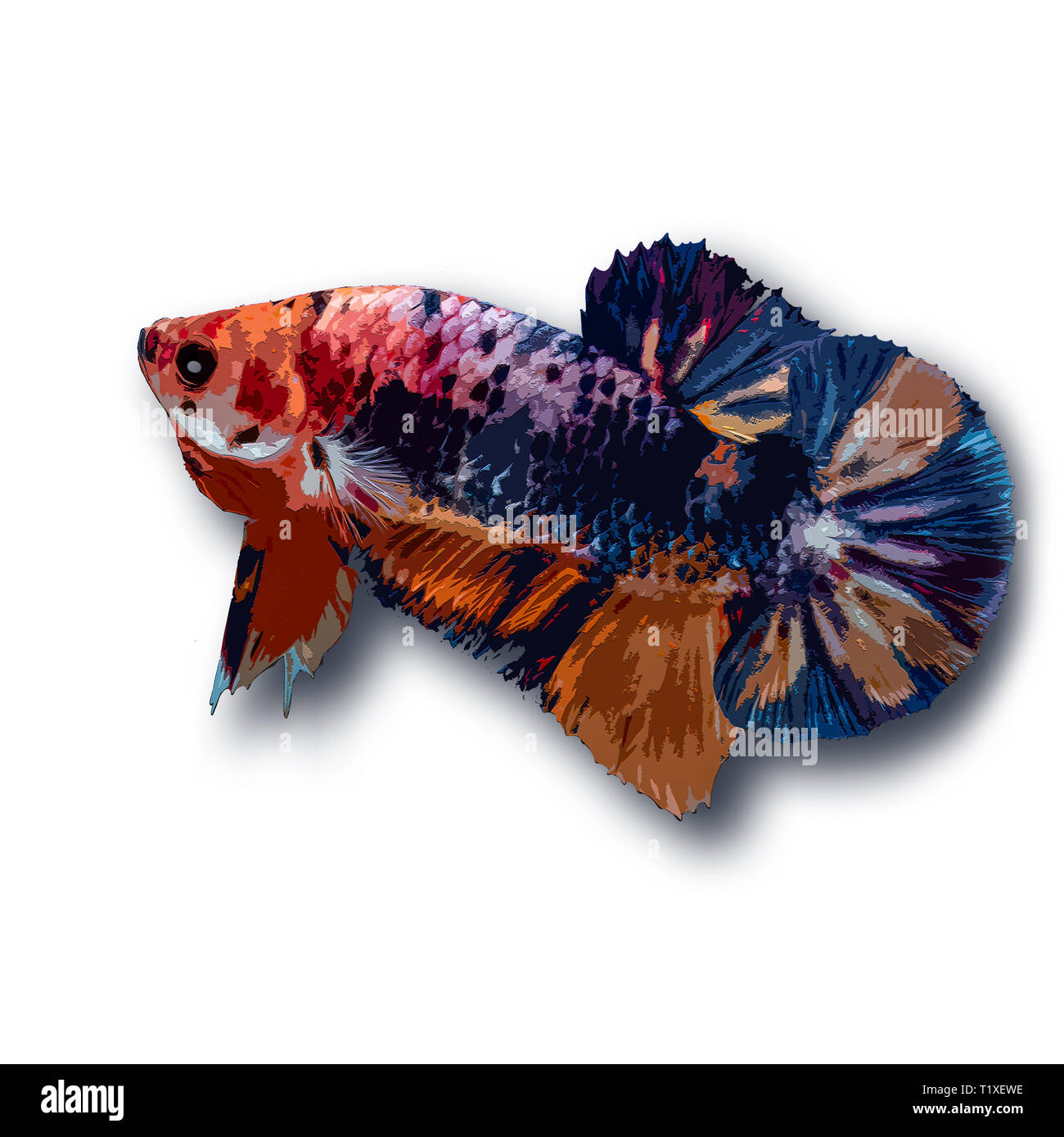 Betta fish Fight in the aquarium Stock Photo - Alamy