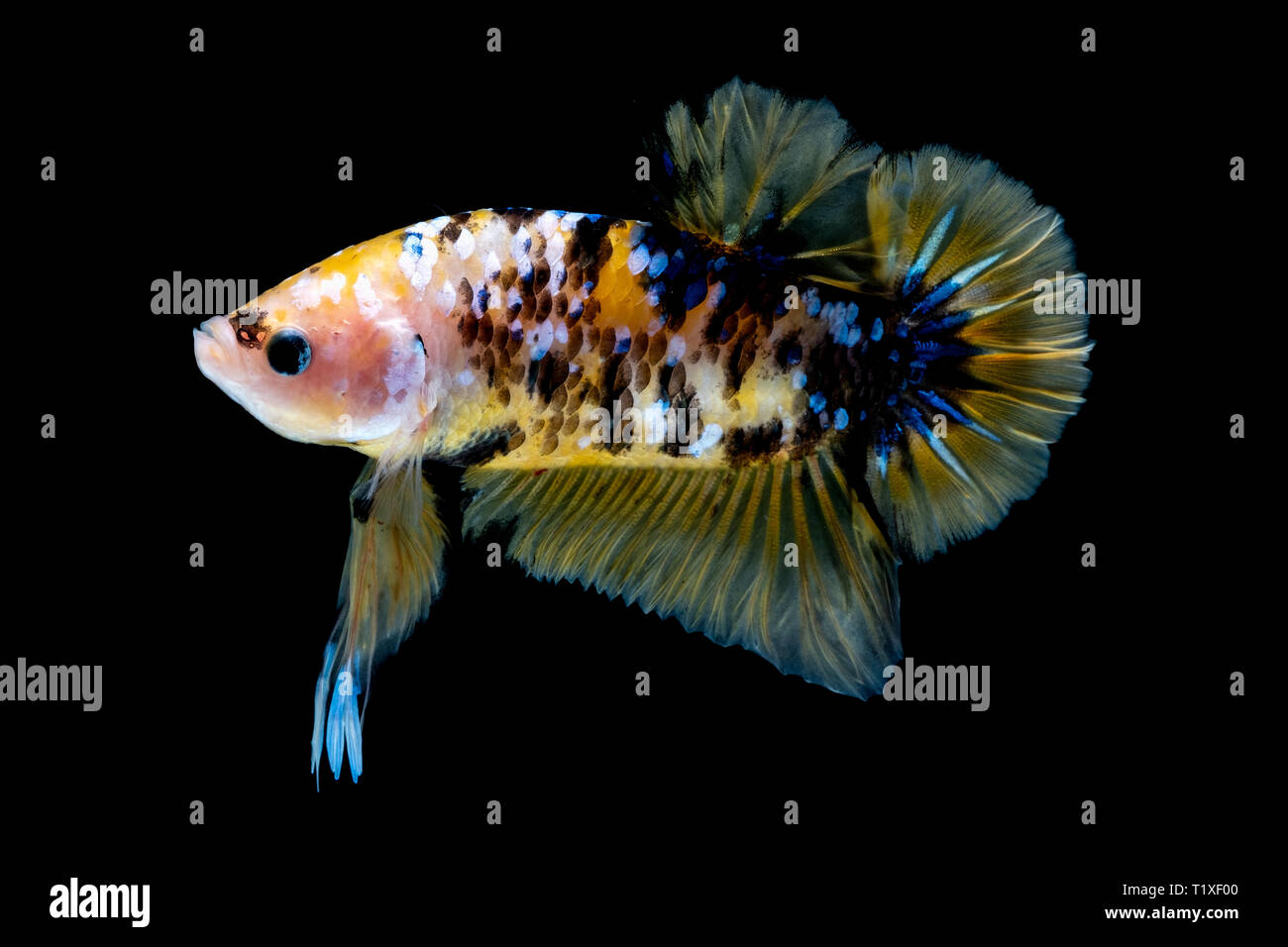 Betta fish Fight in the aquarium Stock Photo - Alamy