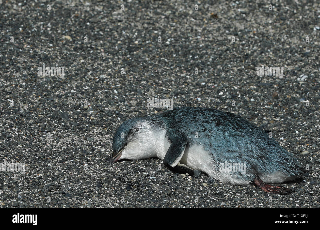 Dead Penguin Stock Photos & Dead Penguin Stock Images - Alamy