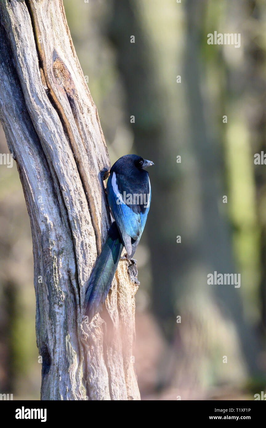 Gosforth Park Natere Reserve Stock Photo - Alamy