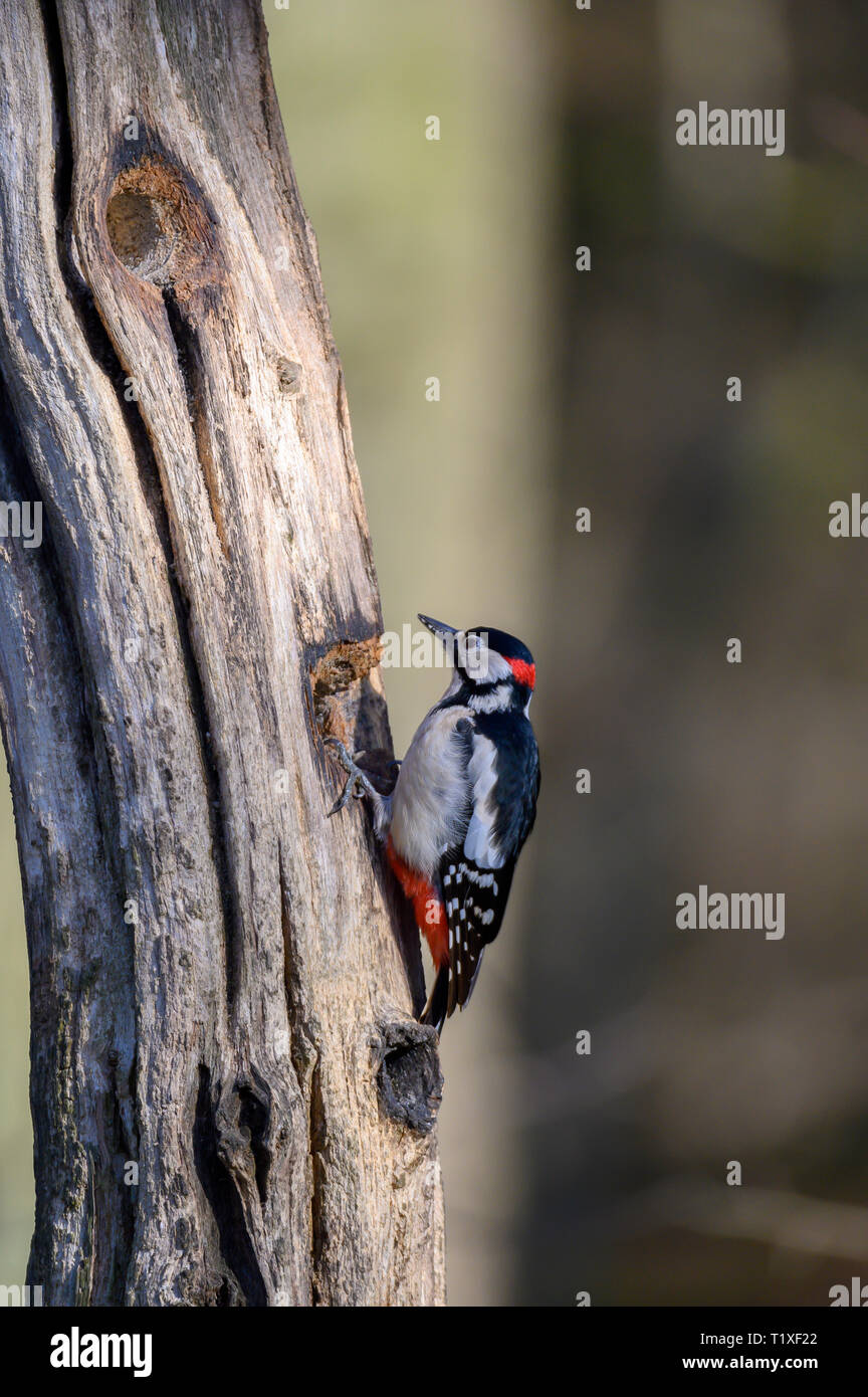 Gosforth Park Natere Reserve Stock Photo - Alamy