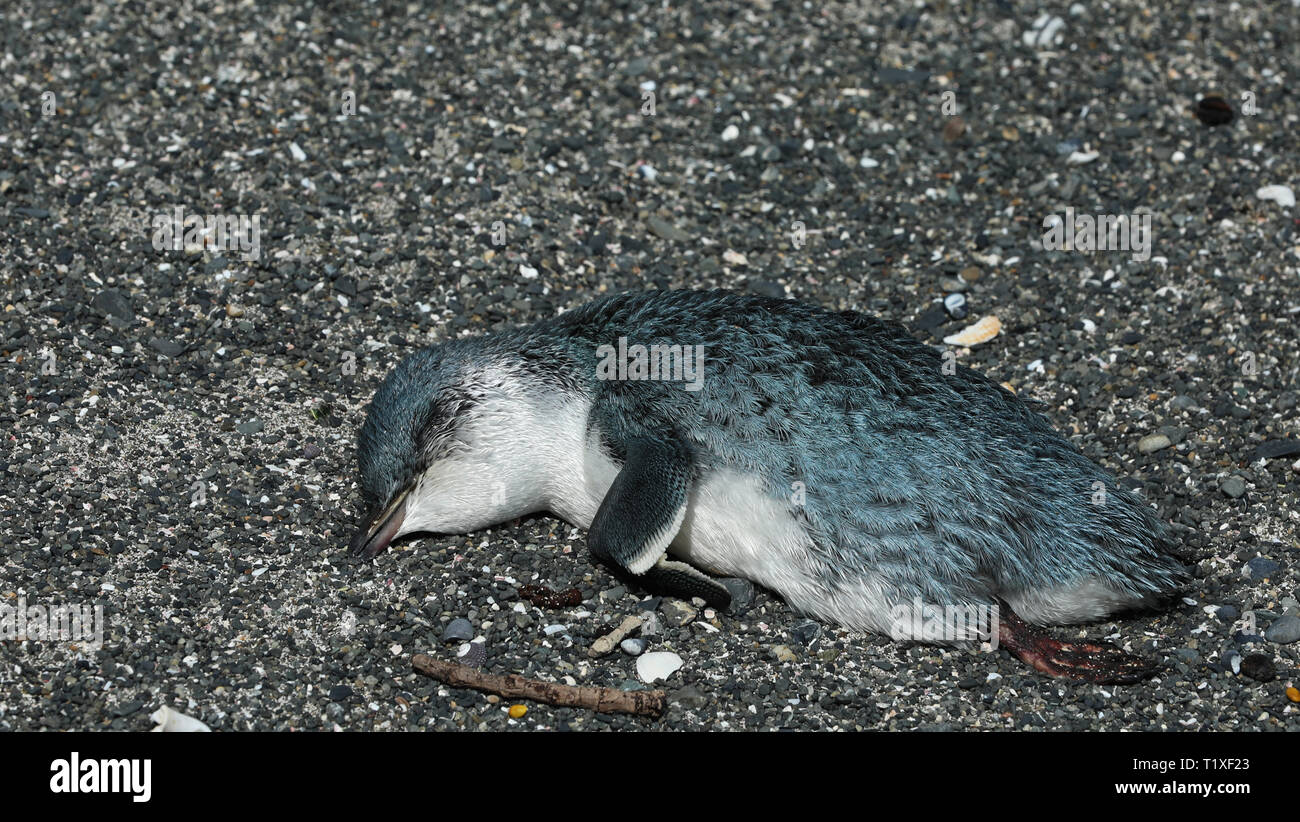 Dead Penguin Stock Photos & Dead Penguin Stock Images - Alamy