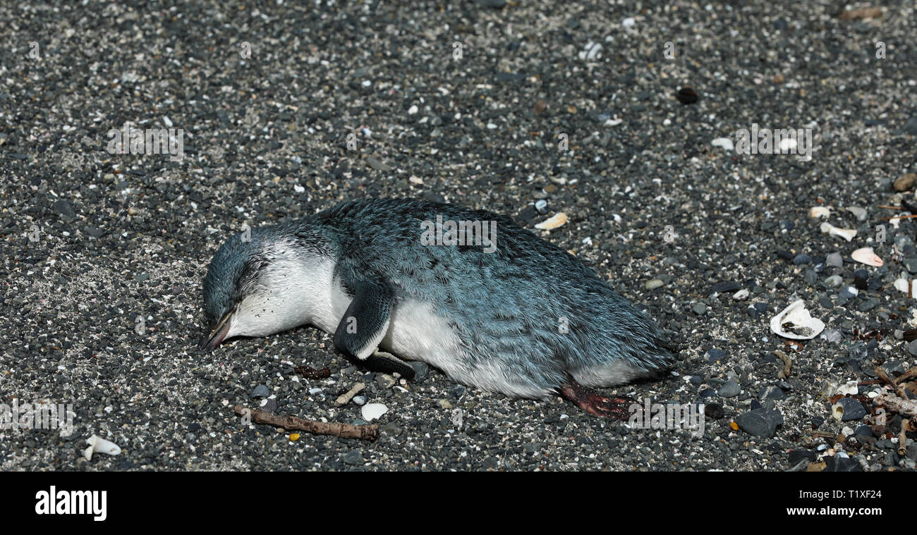 Dead Penguin Blue Little Penguin in New Zealand Stock Photo - Alamy