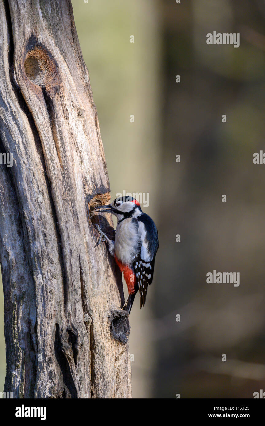 Gosforth Park Natere Reserve Stock Photo - Alamy