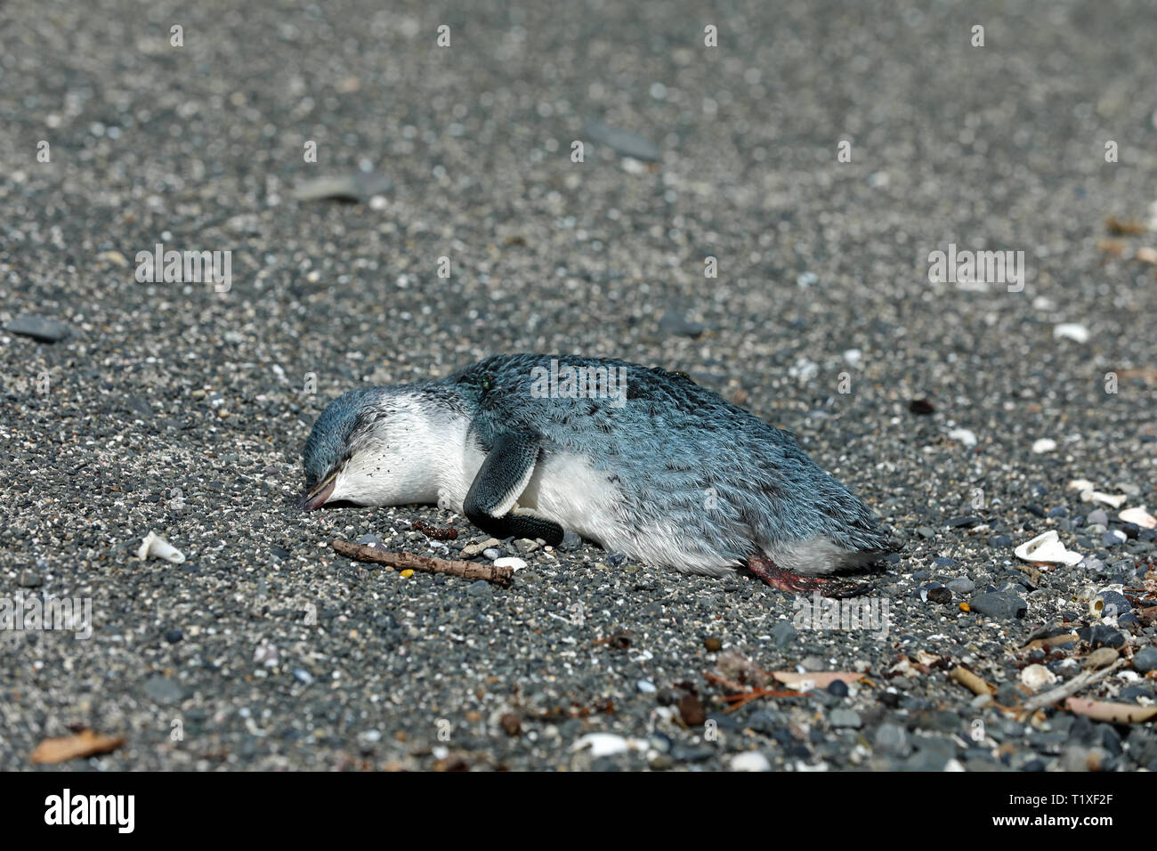Dead Penguin Blue Little Penguin in New Zealand Stock Photo - Alamy