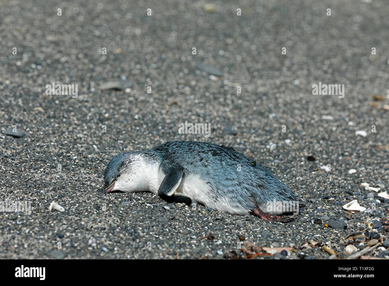 Dead Penguin Stock Photos & Dead Penguin Stock Images - Alamy