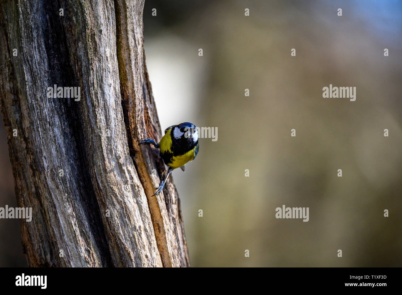 Gosforth Park Natere Reserve Stock Photo - Alamy