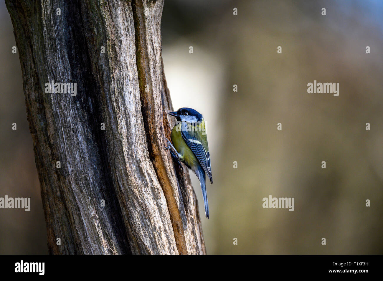 Gosforth Park Natere Reserve Stock Photo - Alamy
