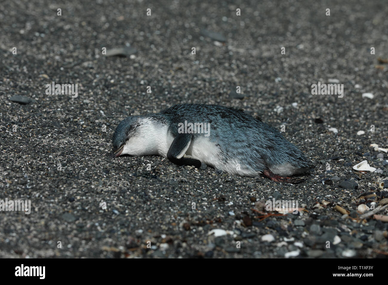 Dead Penguin Stock Photos & Dead Penguin Stock Images - Alamy