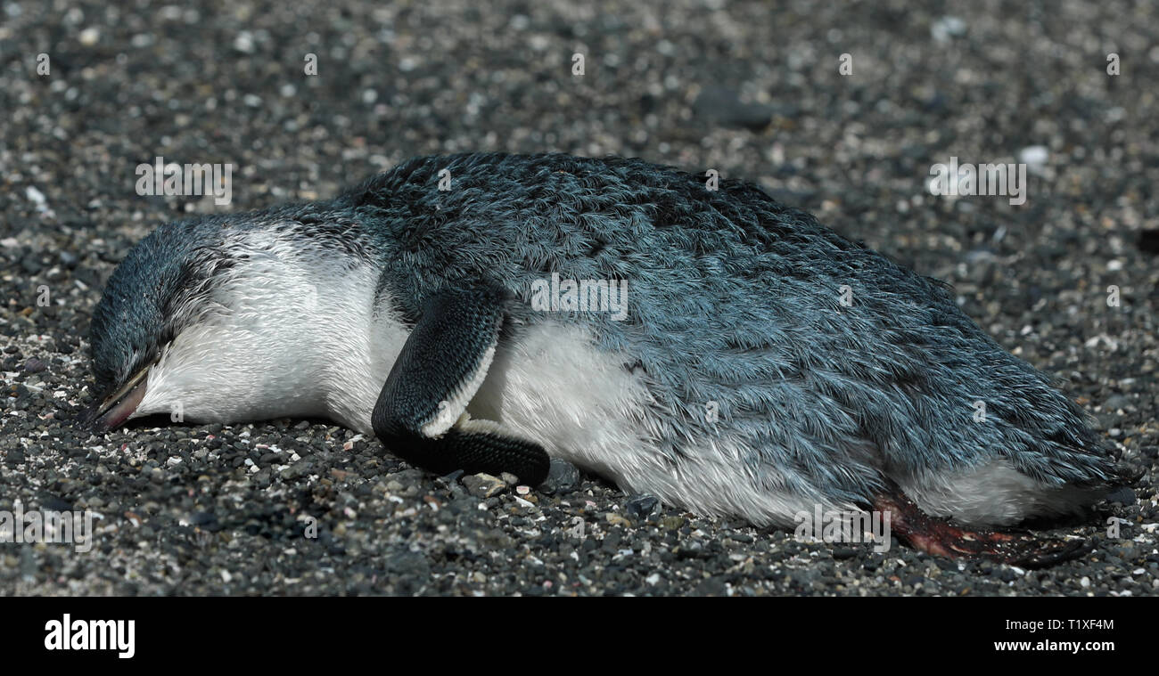 Dead Penguin Blue Little Penguin in New Zealand Stock Photo - Alamy