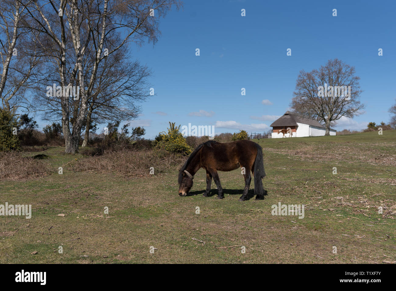 new forest scene summer with horse ponies Stock Photo - Alamy