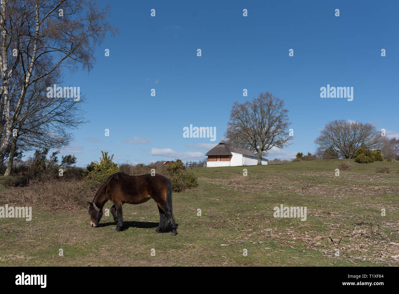 new forest scene summer with horse ponies Stock Photo - Alamy
