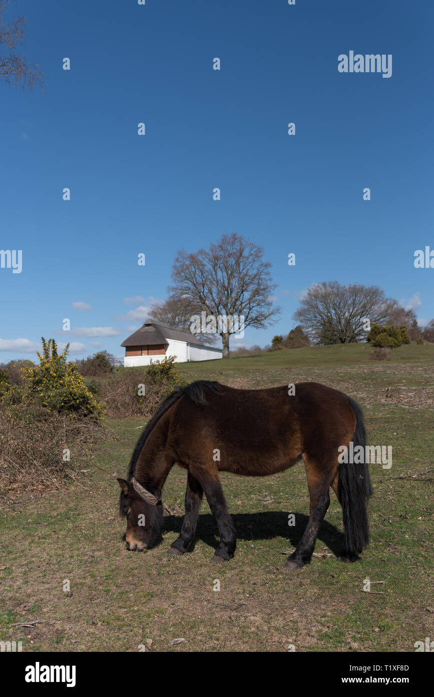 new forest scene summer with horse ponies Stock Photo - Alamy
