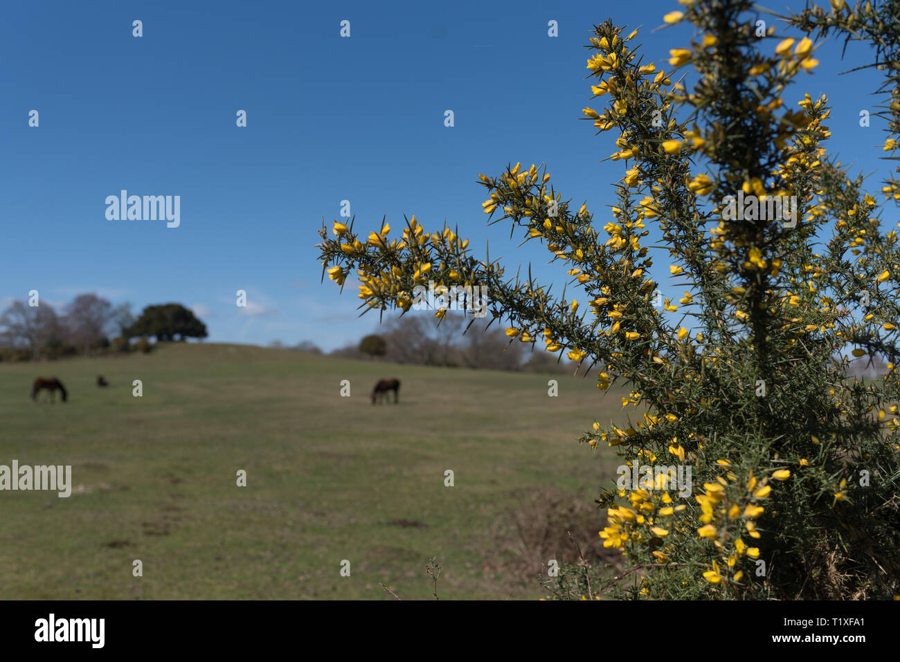 New forest scene with ponies and horses Stock Photo - Alamy
