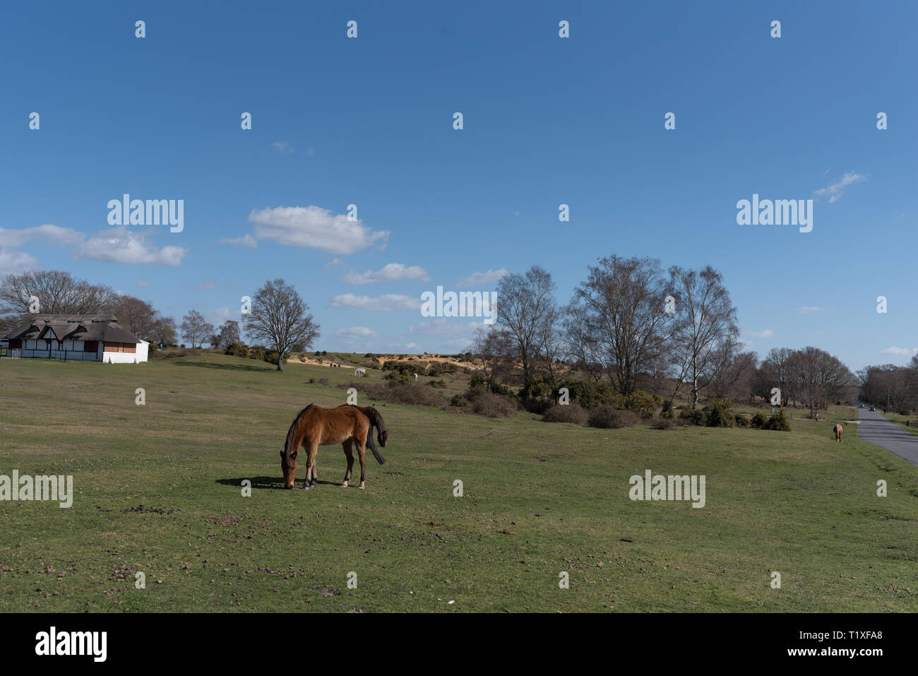 New forest scene with ponies and horses Stock Photo - Alamy