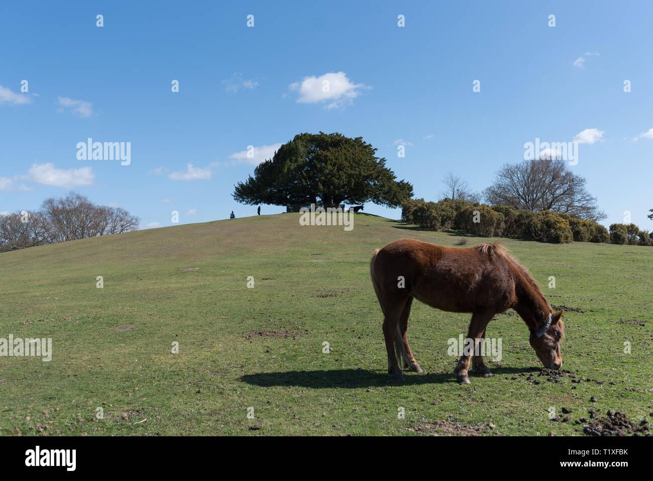 New forest scene with ponies and horses Stock Photo - Alamy
