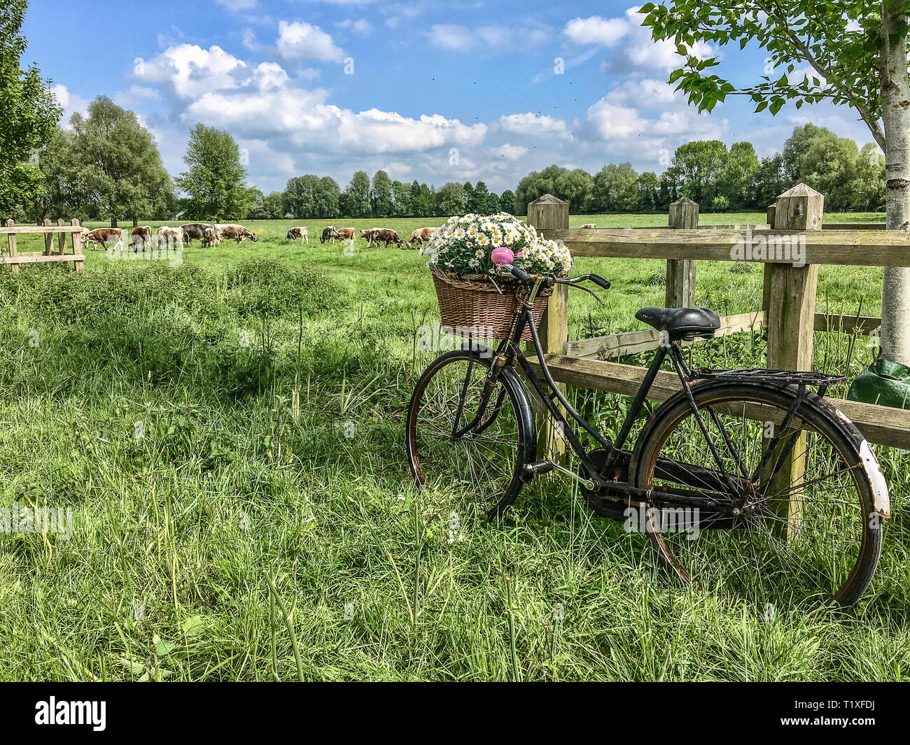 Old bicycle spring flowers hi-res stock photography and images - Alamy