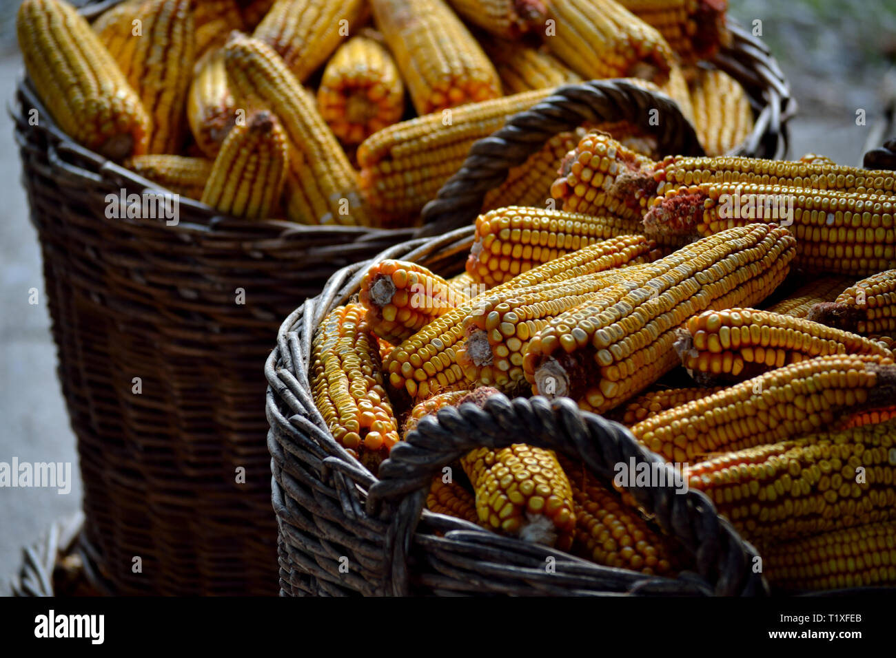 Maize ears hi-res stock photography and images - Alamy