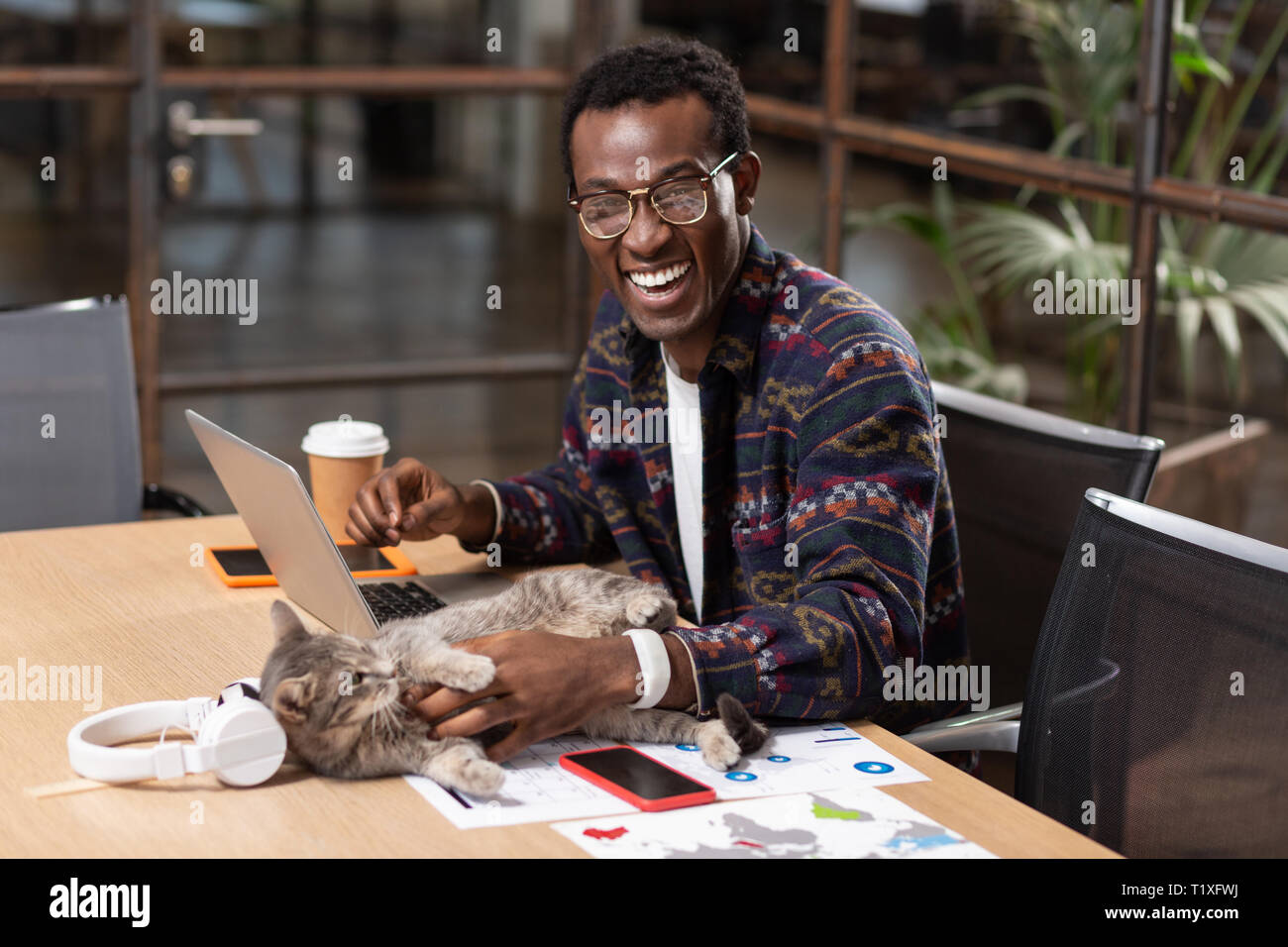 Cat distracting his owner from his work Stock Photo - Alamy