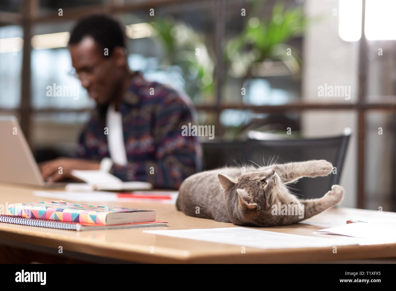 Cat feeling comfortable sitting on the computer table Stock Photo - Alamy