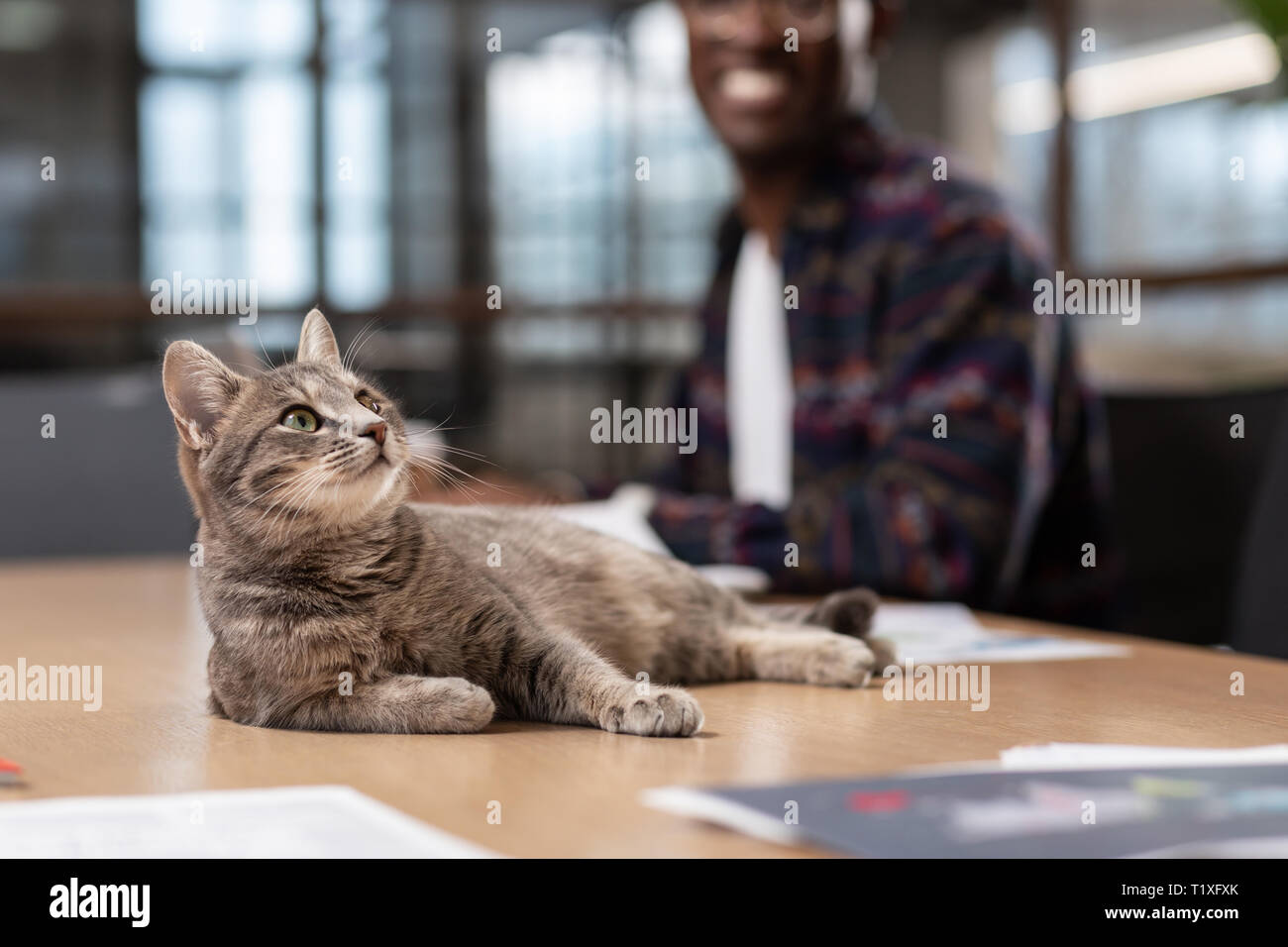 Fluffy grey cat laying on the computer table Stock Photo - Alamy